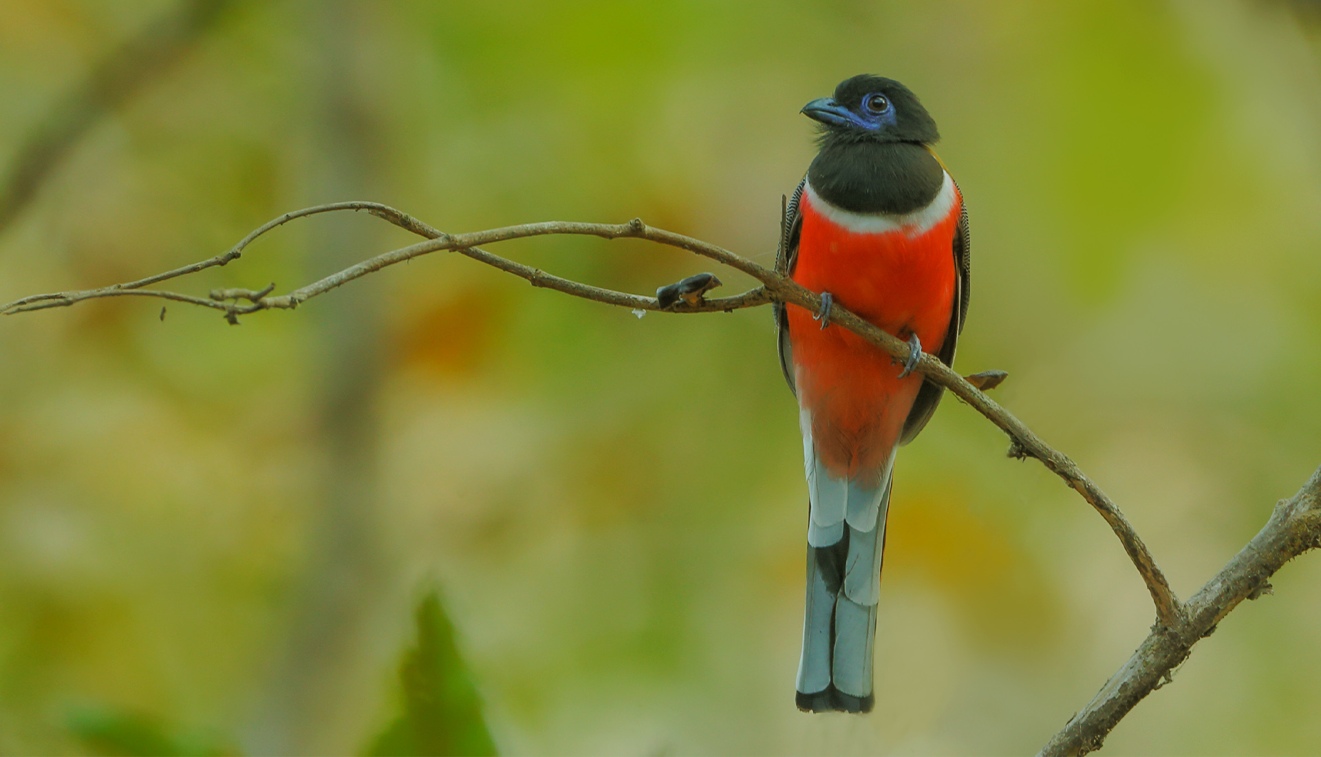 Bird Migratory Day | World Bird Migratory Day | Karnataka Tourism
