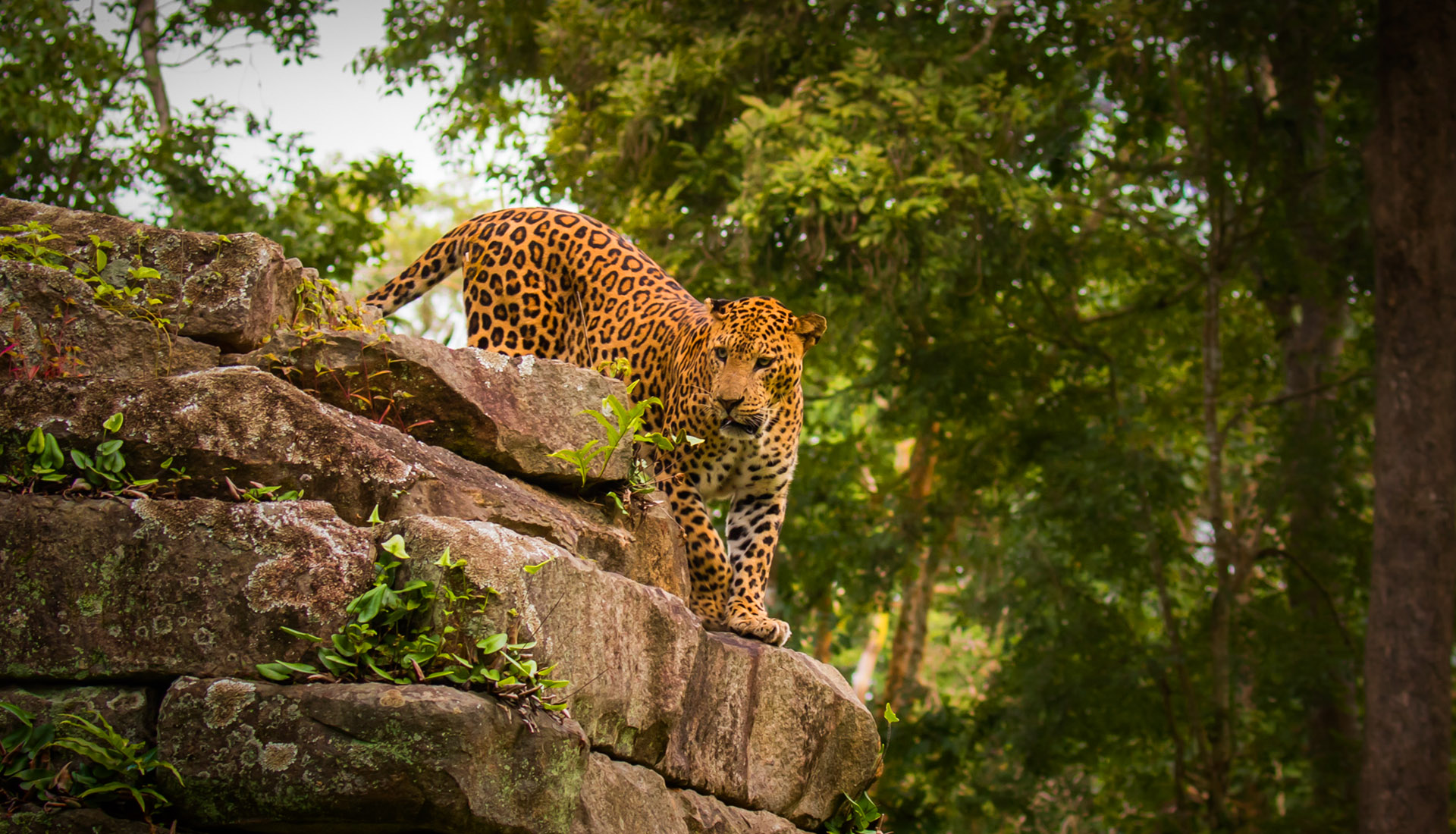 Best Places To Experience Wildlife In Karnataka