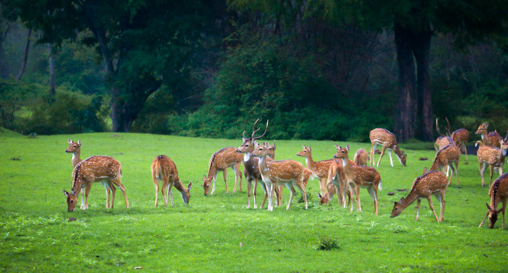 Best Places To Experience Wildlife In Karnataka